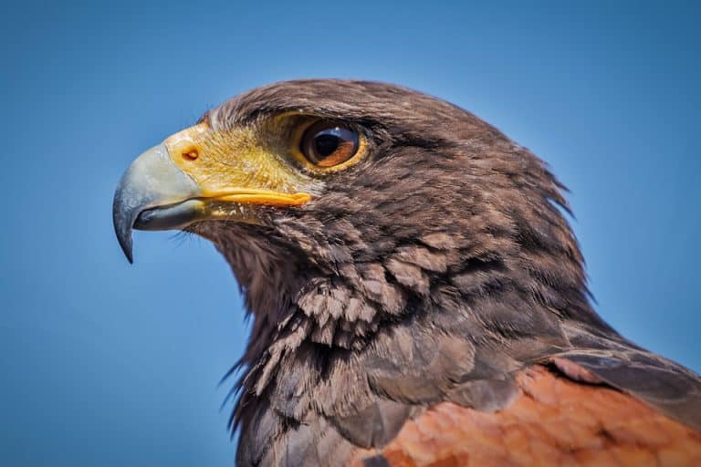 What’s My Spirit Animal? The Ultimate Personality Quiz